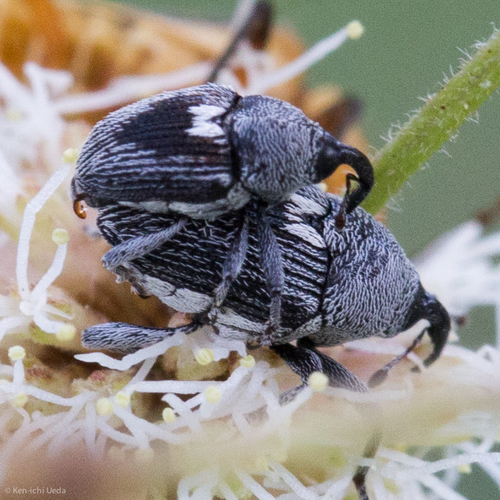 Geraeus patagoniensis · iNaturalist