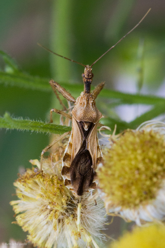 Sinea confusa · NaturaLista Colombia