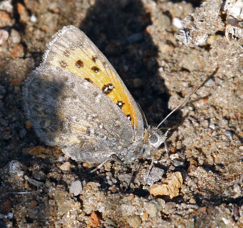 Observations by piaoberg · iNaturalist