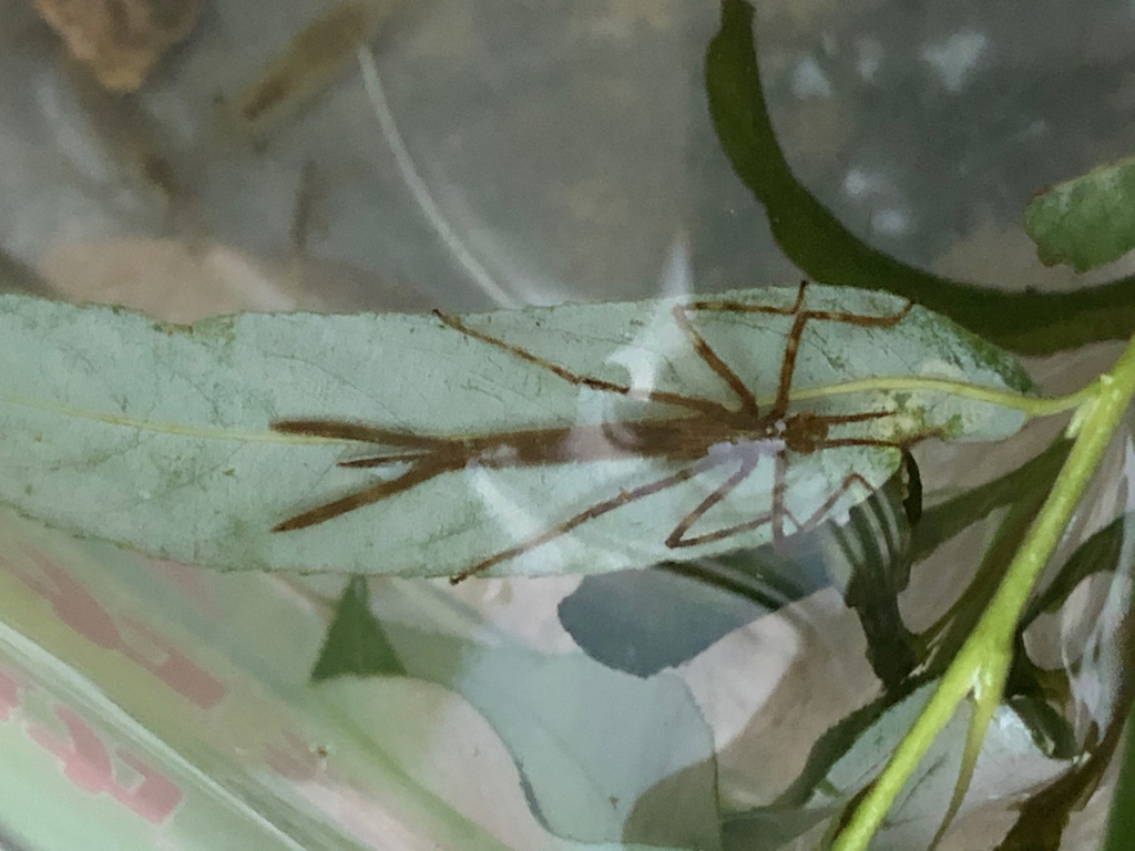 Winged and Once-winged Insects from Beijing, CN on May 23, 2020 at 07: ...