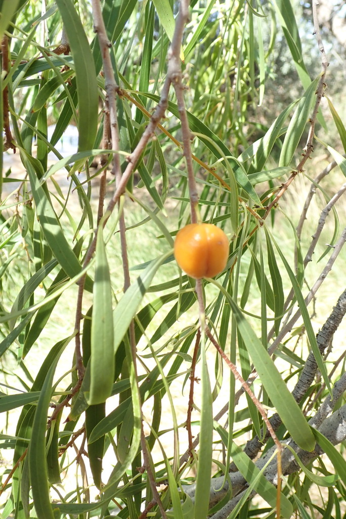 Native apricot from Diamantina Lakes QLD 4735, Australia on August 8 ...