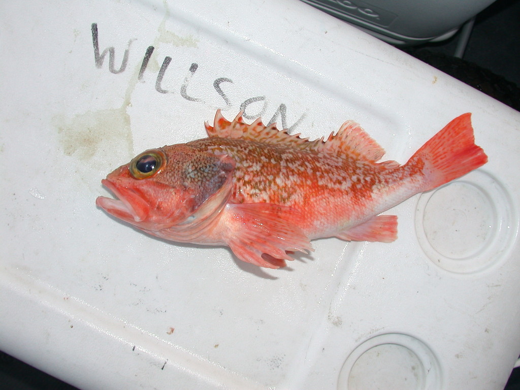Blackbelly Rosefish on October 23, 2010 at 10:00 PM by J.D. Willson ...