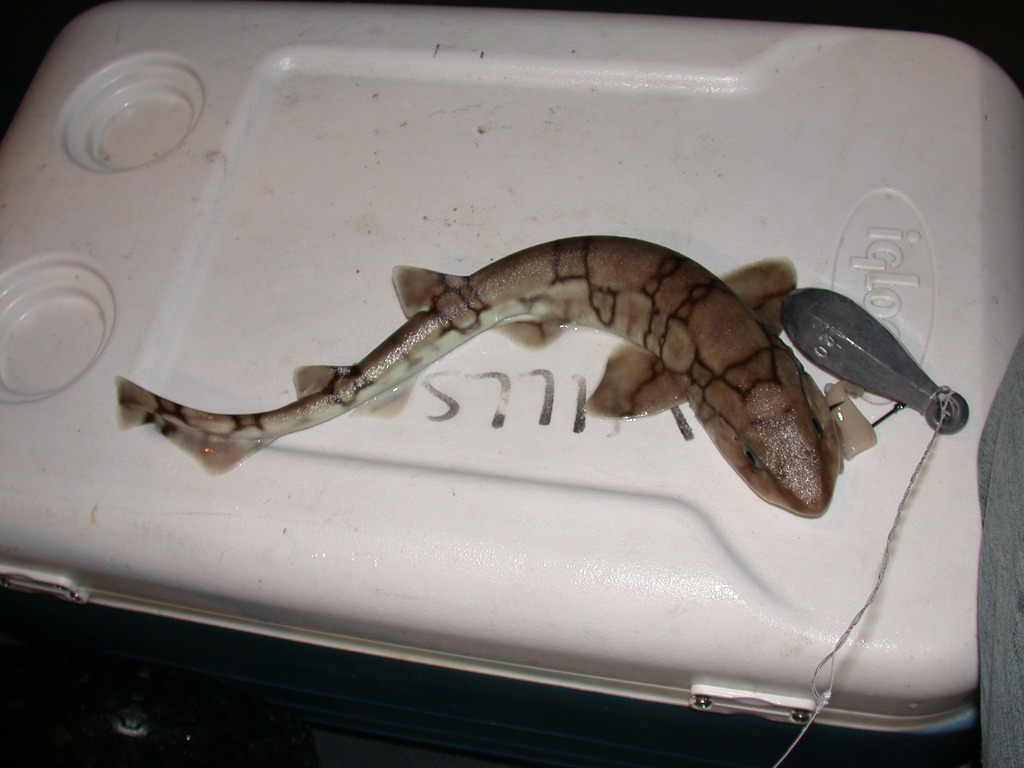 Chain Catshark (Scyliorhinus retifer) - Marine Life Identification