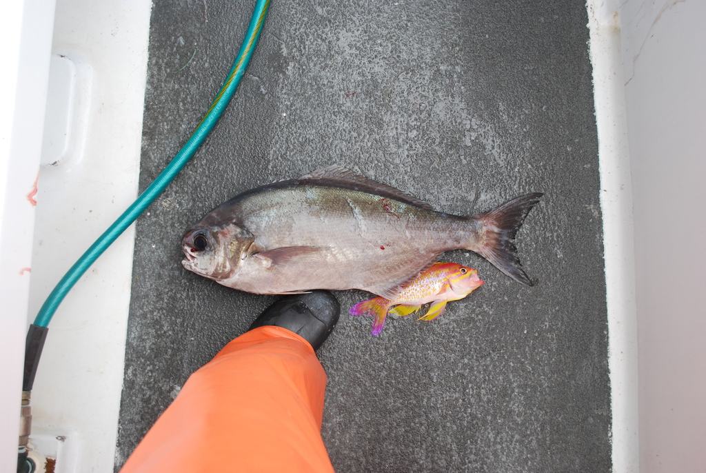 Barrelfish (Hyperoglyphe perciformis) - Marine Life Identification