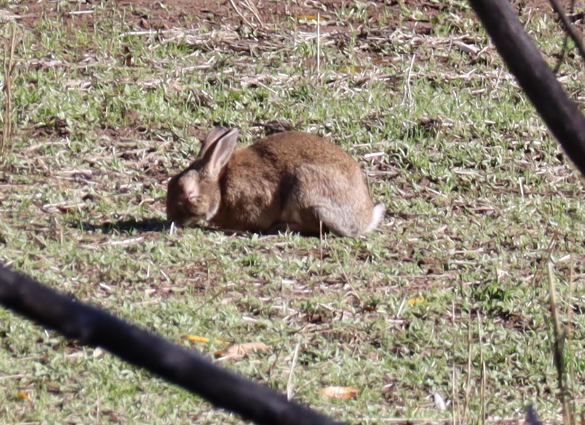 European Rabbit from Cudlee Creek SA 5232, Australia on May 30, 2025 at ...