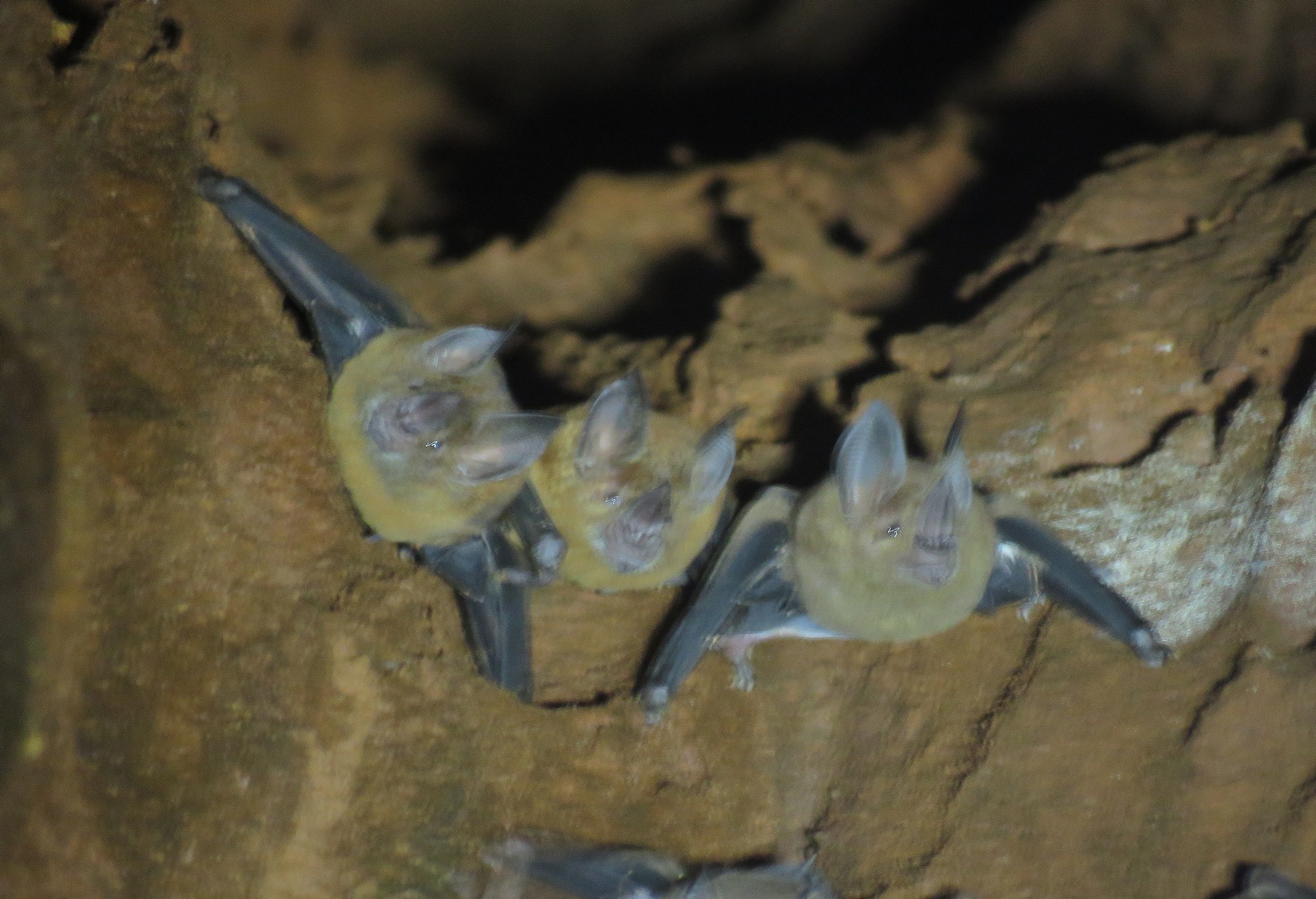 Phyllostomus elongatus (E.Geoffroy, 1810)