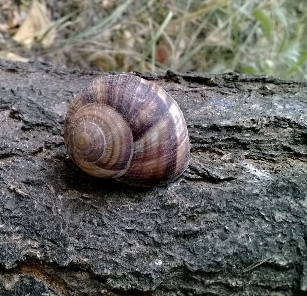 Turkish Snail from Mahmudiye, Eskişehir, Turkey on July 27, 2017 at 06: ...