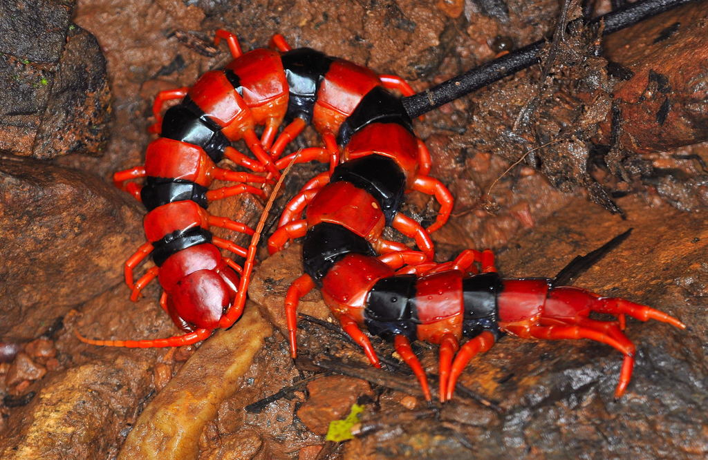 Indian Tiger Centipede from Near Bhagwan Mahaveer Wildlife Sanctury ...