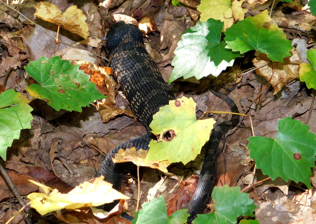 Eastern Hognose Snake from Grundy County, TN, USA on September 13, 2019 ...