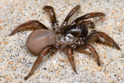 Aptostichus simus (Checklist of Spiders of San Diego County) · iNaturalist