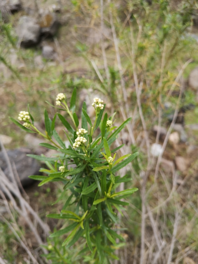 Baccharis paniculata from Maipú, Región Metropolitana, Chile on ...