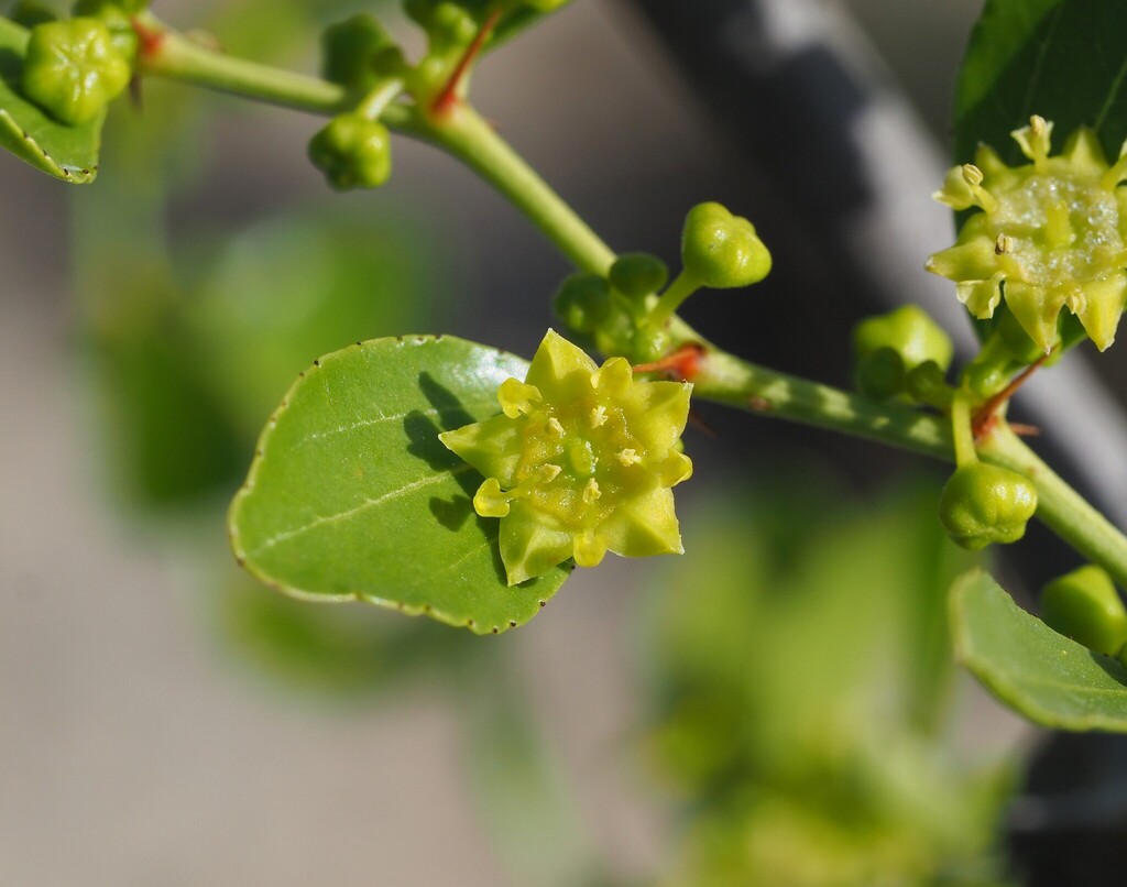 Lotus of the Lotophages (Ziziphus lotus) - Botanical Realm