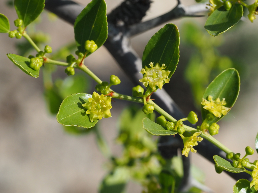 Lotus of the Lotophages (Ziziphus lotus) - Botanical Realm