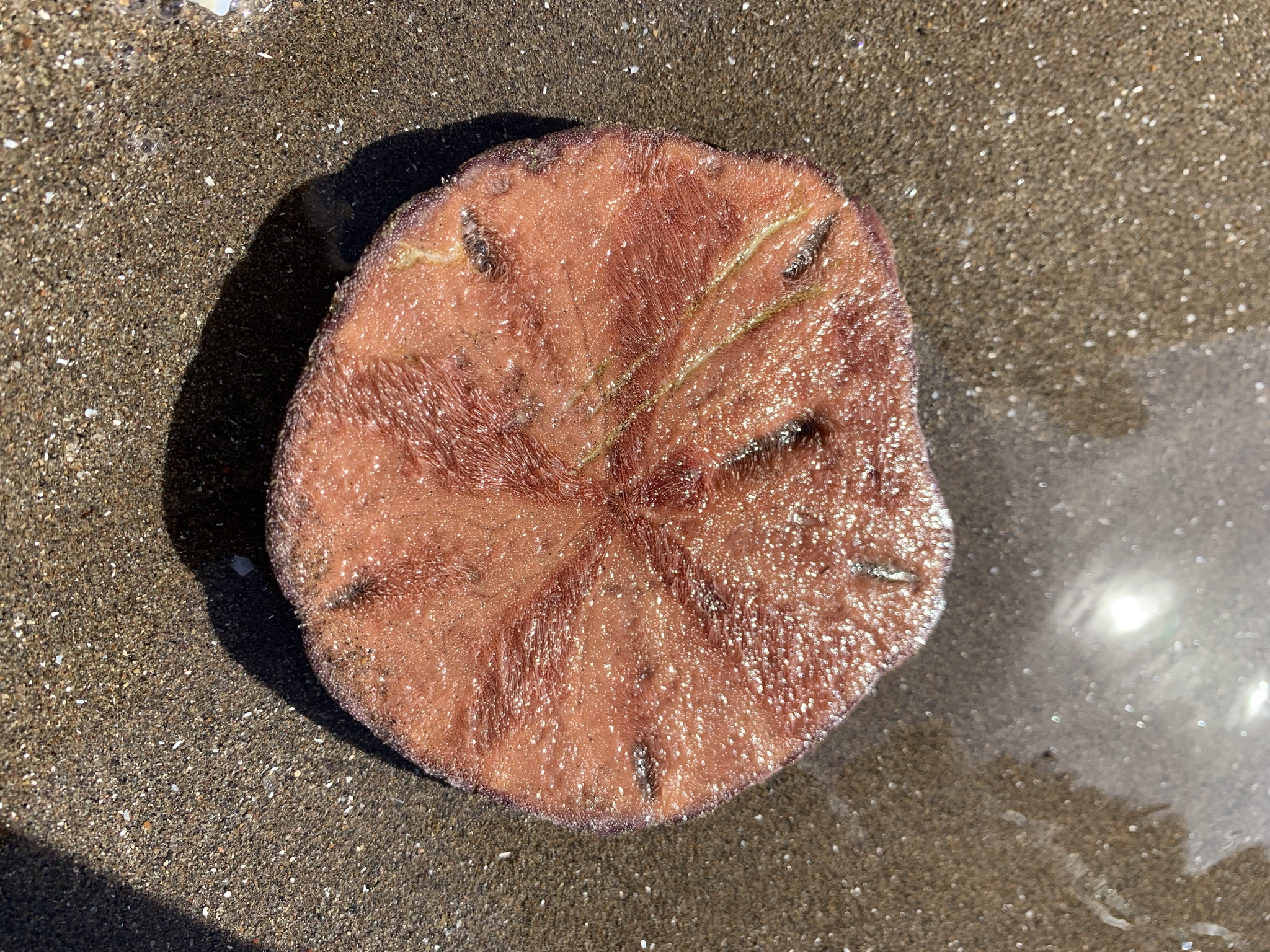 Encope emarginata (Leske, 1778)