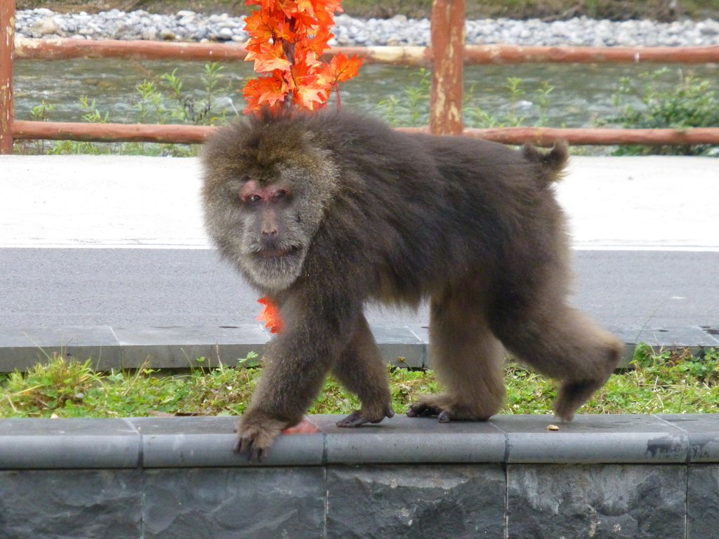 Tibetan Macaque in October 2018 by Sheelagh Halsey · iNaturalist