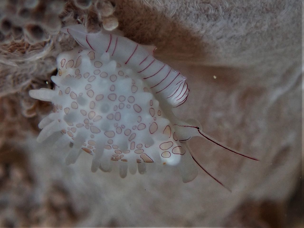 Diminovula margarita (G.B.Sowerby I, 1828)