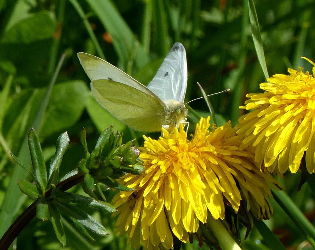 Small White from Habitate, Jennersdorf, Österreich on April 19, 2025 at ...