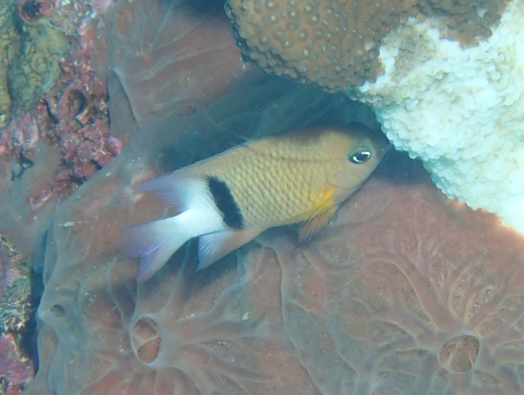 Blackbar Damselfish from Pulau Suanggi, Indonesia on November 2, 2024 ...