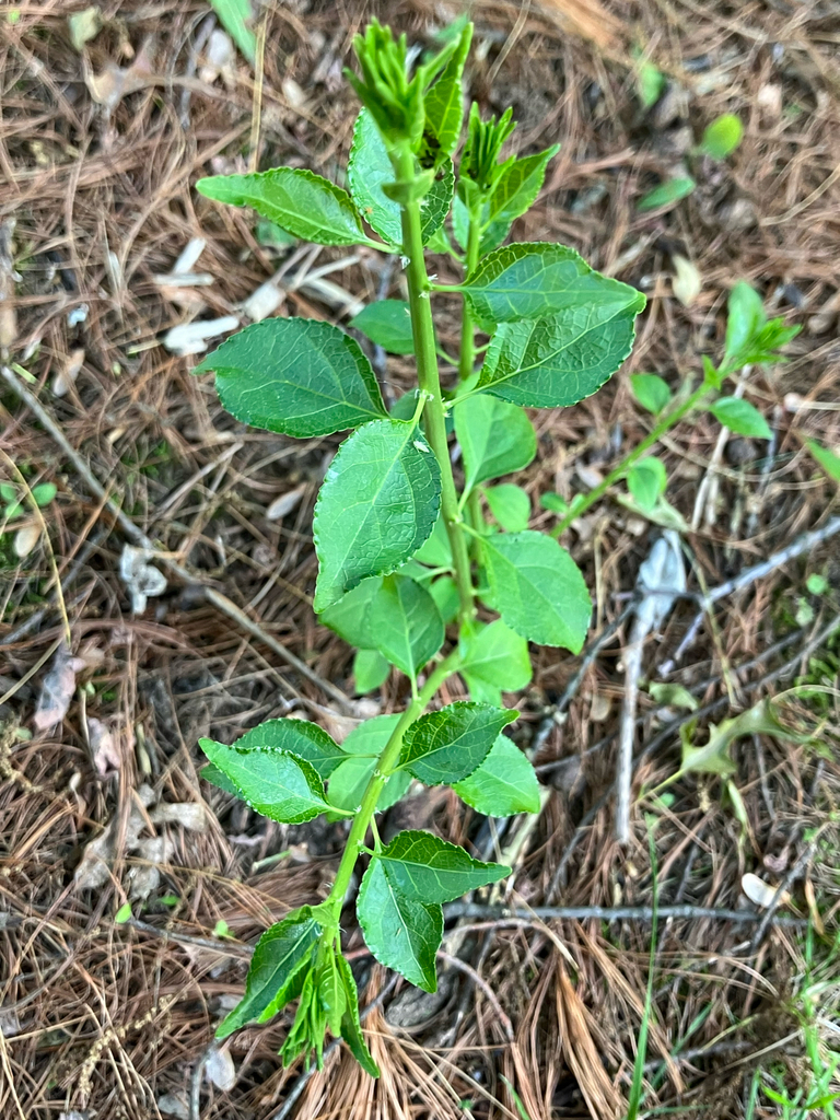 Oriental bittersweet from Lynnwood Ct, Schenectady, NY, US on May 30 ...