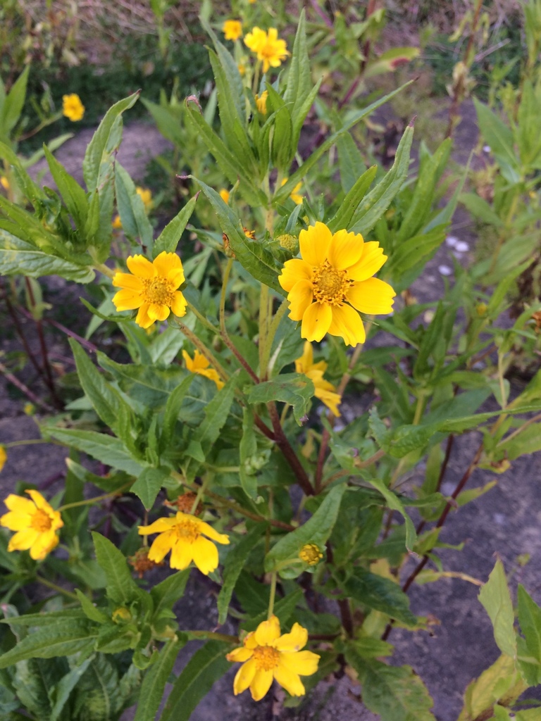Niger (Guizotia abyssinica) - Botanical Realm