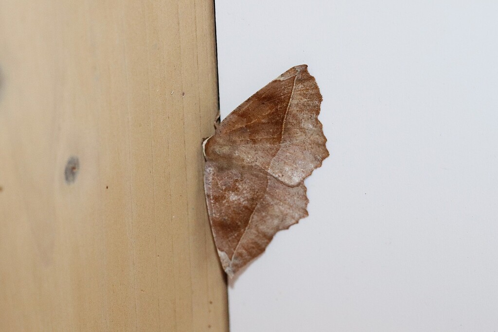 Curved-toothed Geometer Moth from Lambton County, ON, Canada on May 30 ...