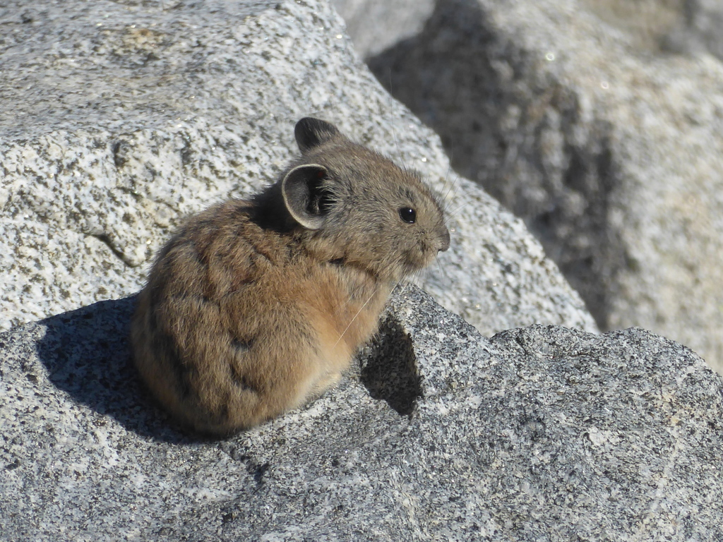 American Pika from East Lostline on August 28, 2019 at 09:29 AM by ...