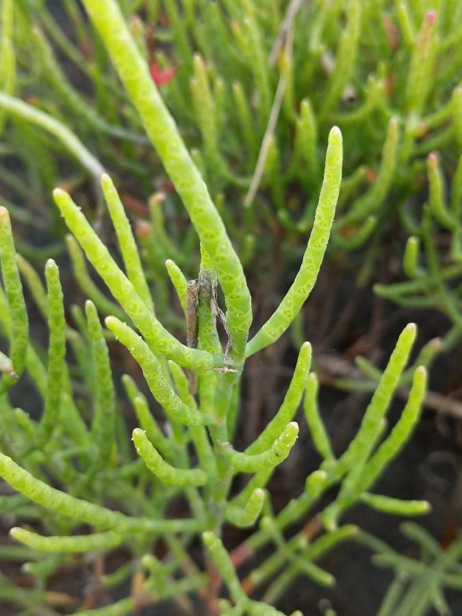 Virginia Glasswort from Lido Beach, NY, USA on September 12, 2019 at 03 ...