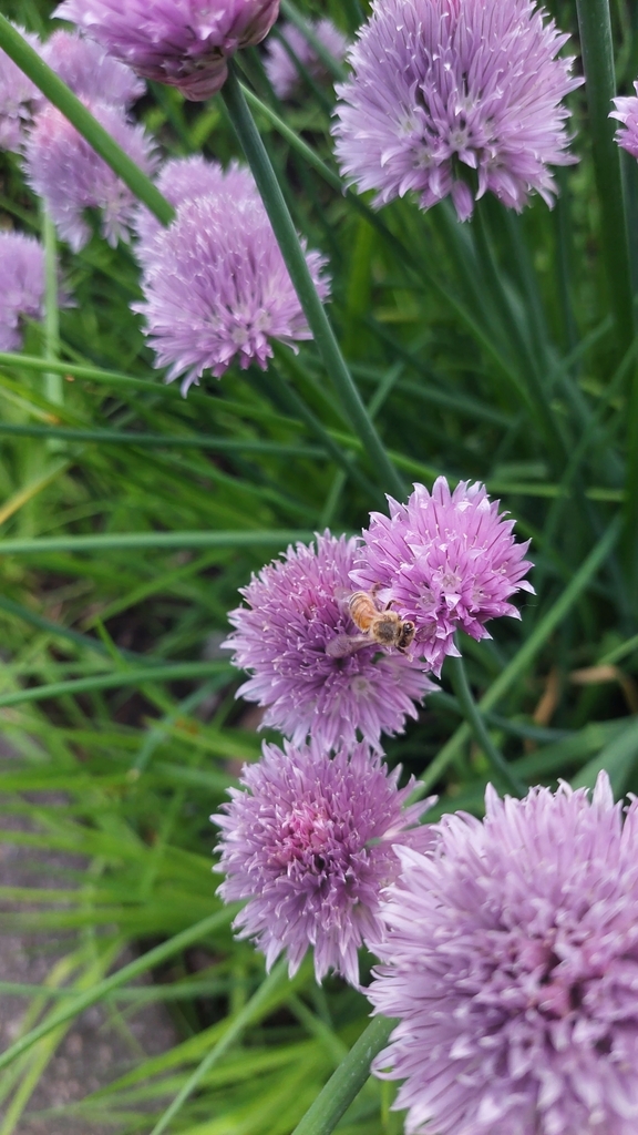 Western Honey Bee from Seward Park, Seattle, WA 98118, USA on May 30 ...