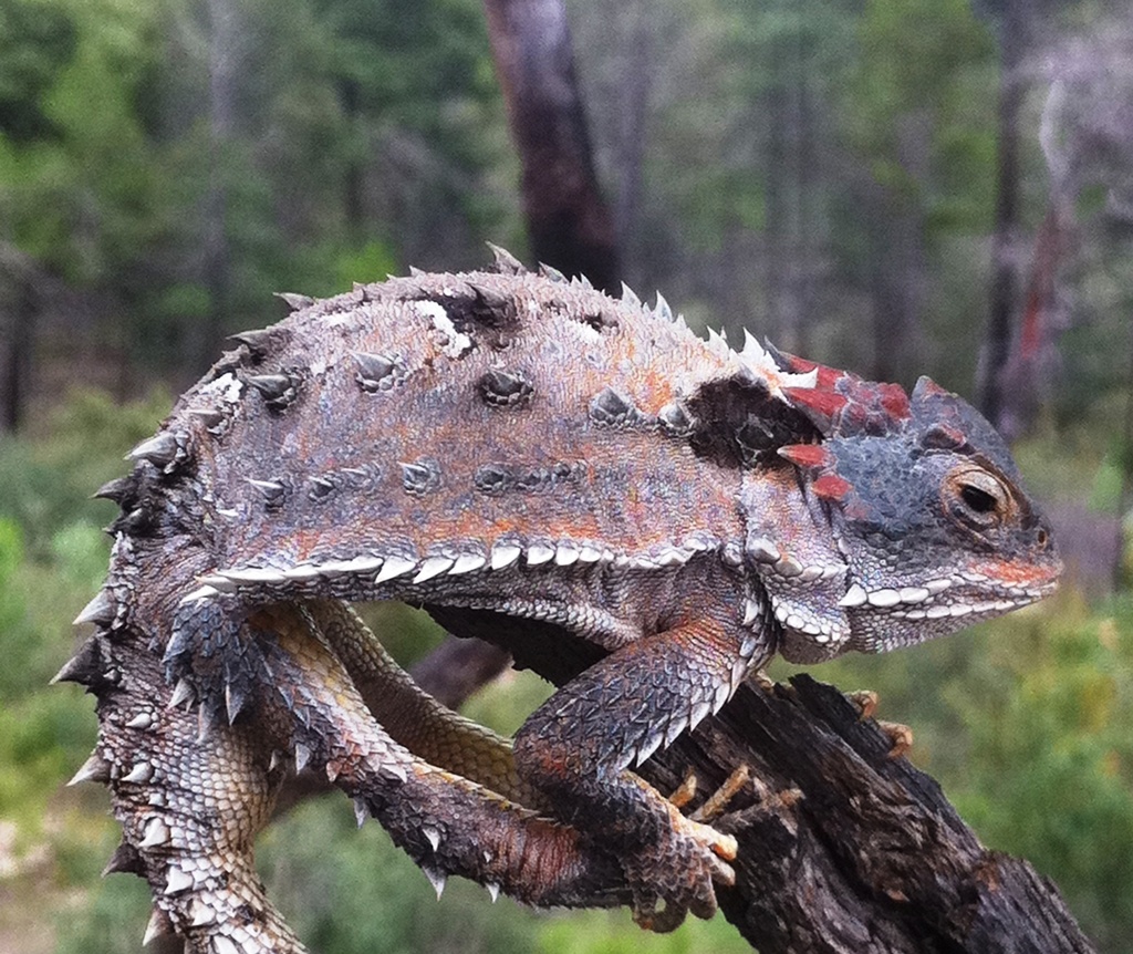 Mountain Horned Lizard from Municipio de Topia, Dgo., México on August ...