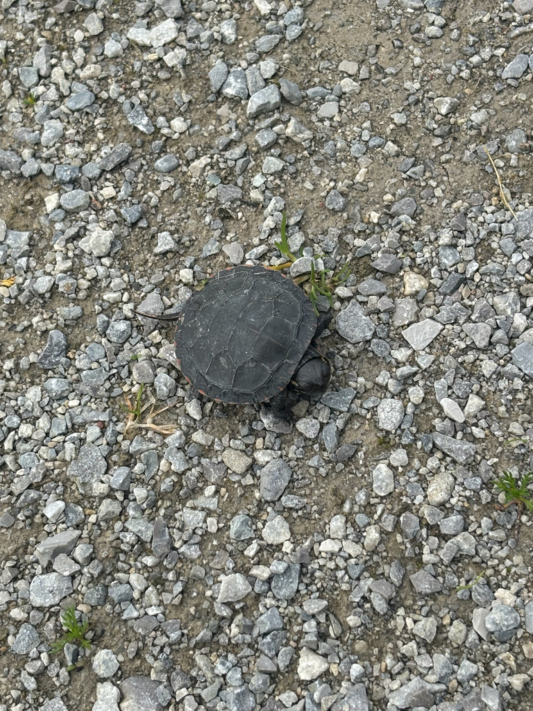 Painted Turtle from King, ON, CA on May 30, 2025 at 01:37 PM by finto01 ...