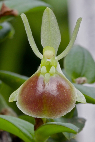 Beetle orchid (Epidendrum porpax)