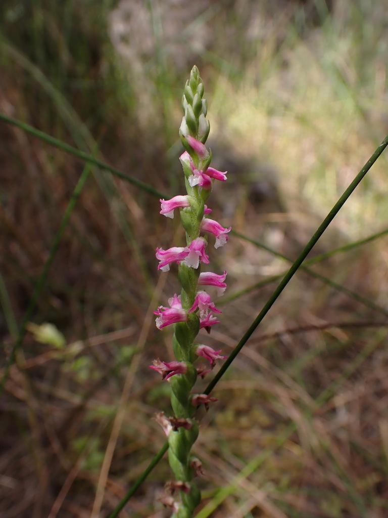 austral ladies'-tresses in March 2025 by Marley Ford. Locally common ...
