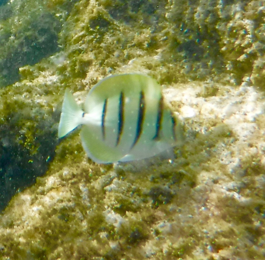 Hawaiian Convict Surgeonfish (Acanthurus triostegus sandvicensis ...