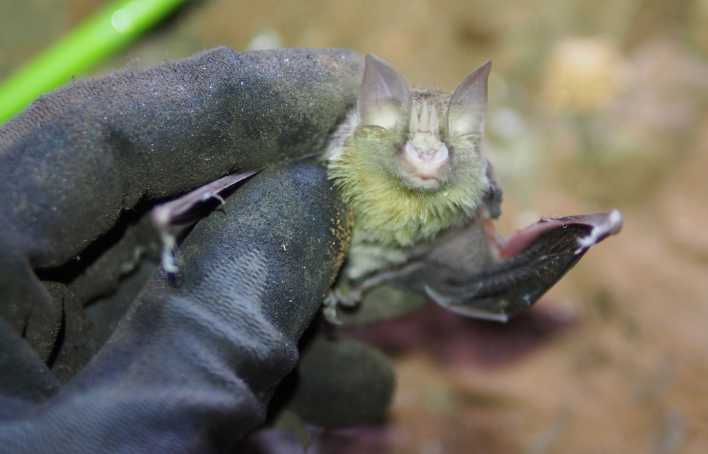 Rhinolophoid Bats (Rhinolophoidea) - Know Your Mammals