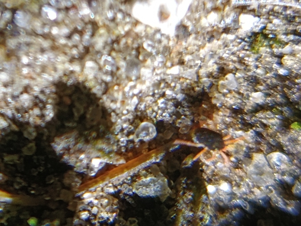 Redlegged Earth Mite from Adelaide SA, Australia on May 31, 2025 at 05: ...