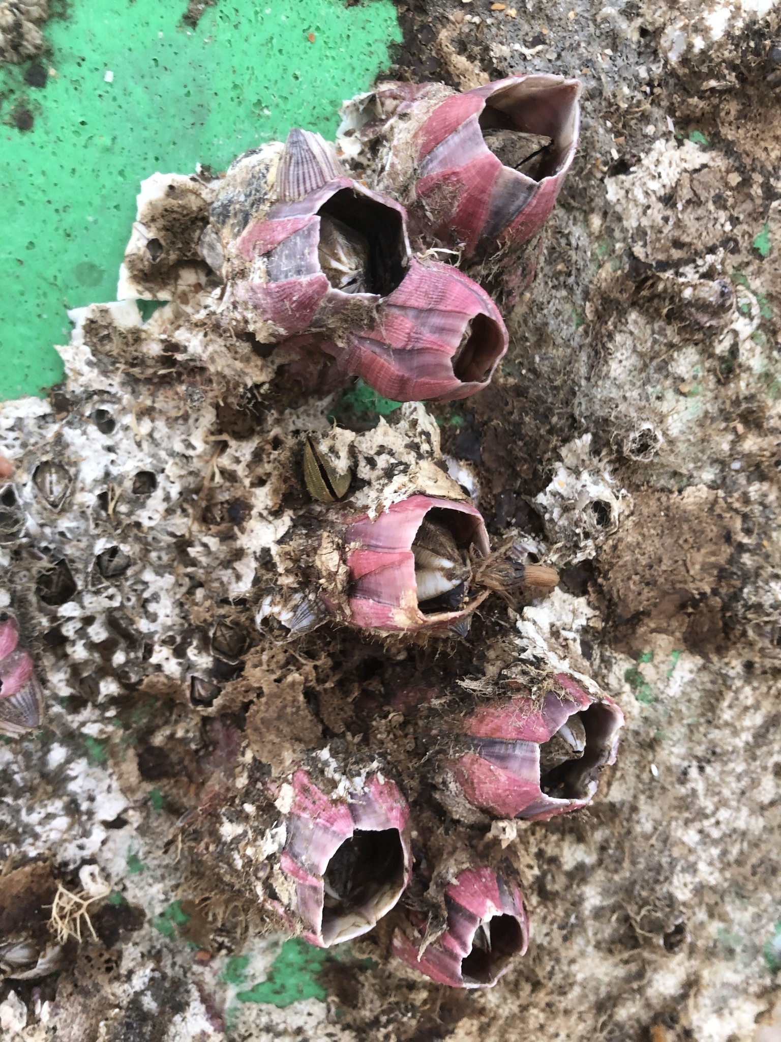 Megabalanus coccopoma (Darwin, 1854)