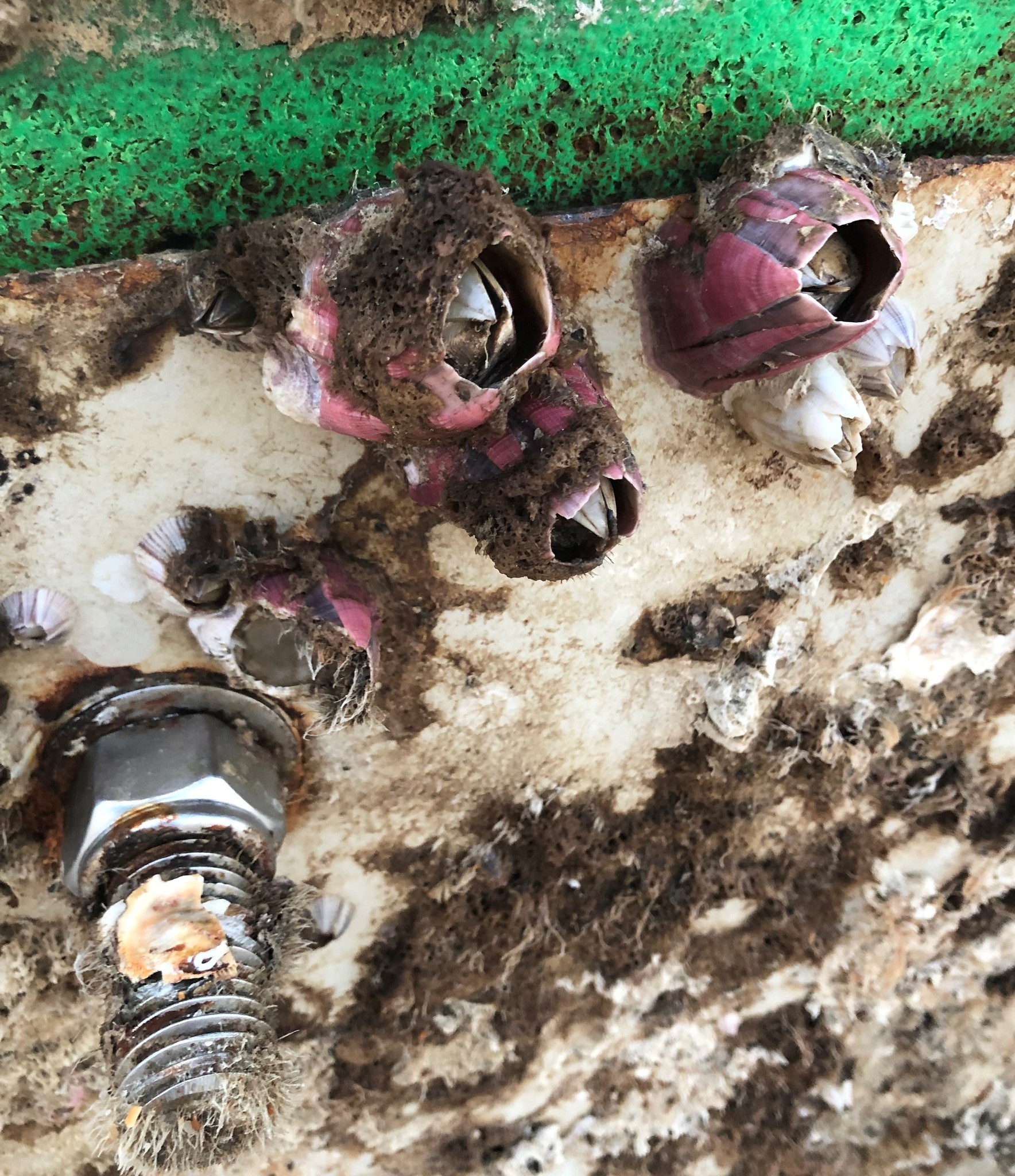 Megabalanus coccopoma (Darwin, 1854)