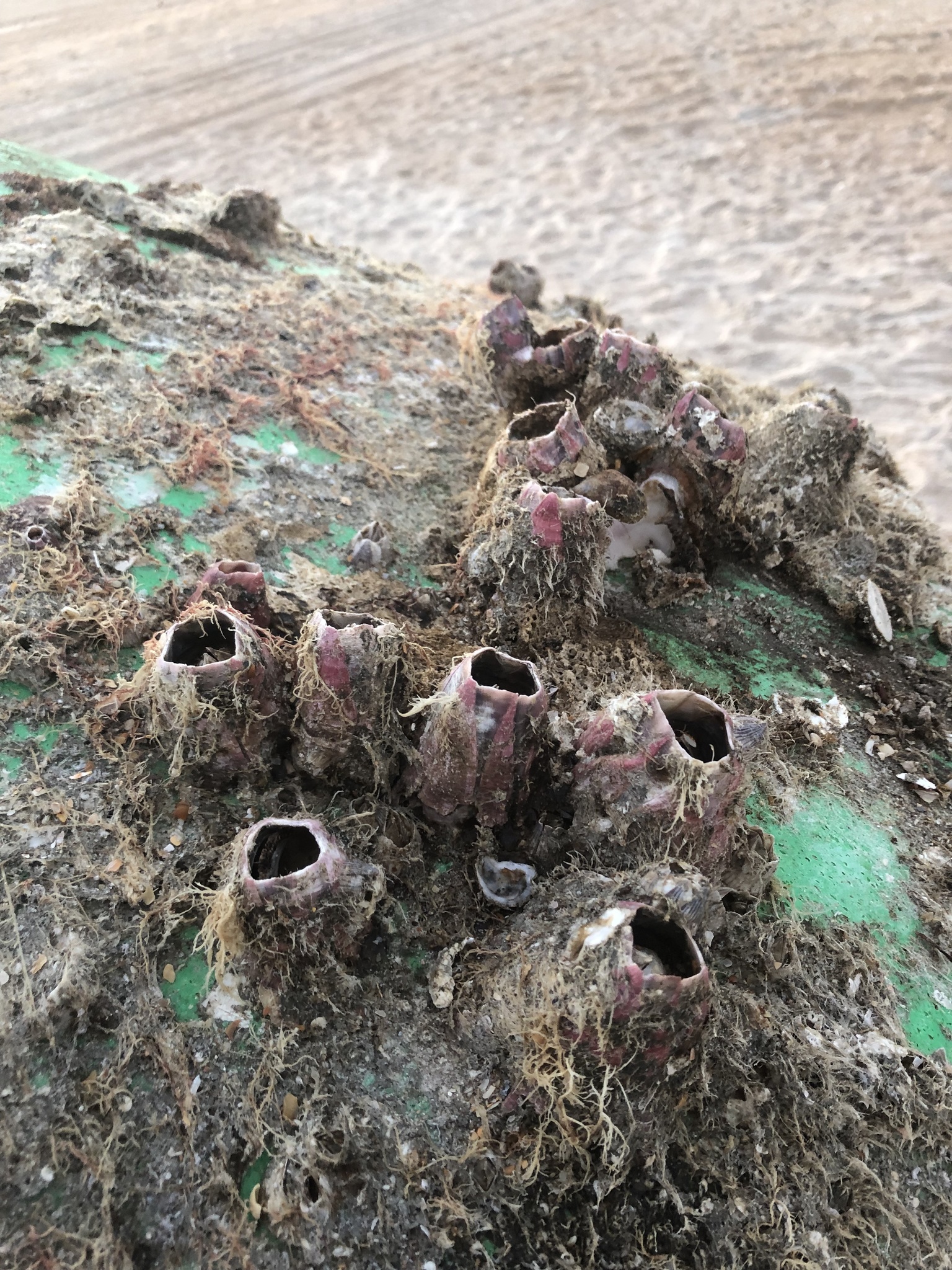 Megabalanus coccopoma (Darwin, 1854)