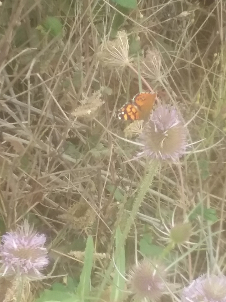 West Coast Lady from Arcata, CA, USA on September 14, 2019 at 12:06 PM by vanlund · iNaturalist