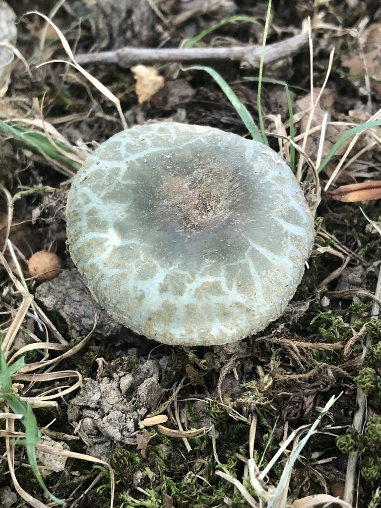 Blue-green Cracking Russula from Bloomington, IN, USA on September 9 ...