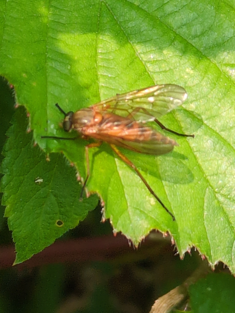 Marsh Snipe Fly from York YO24, UK on 31 May, 2025 at 12:19 PM by ...