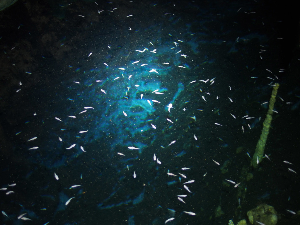 Blind Fish (Typhleotris madagascariensis) - Marine Life Identification