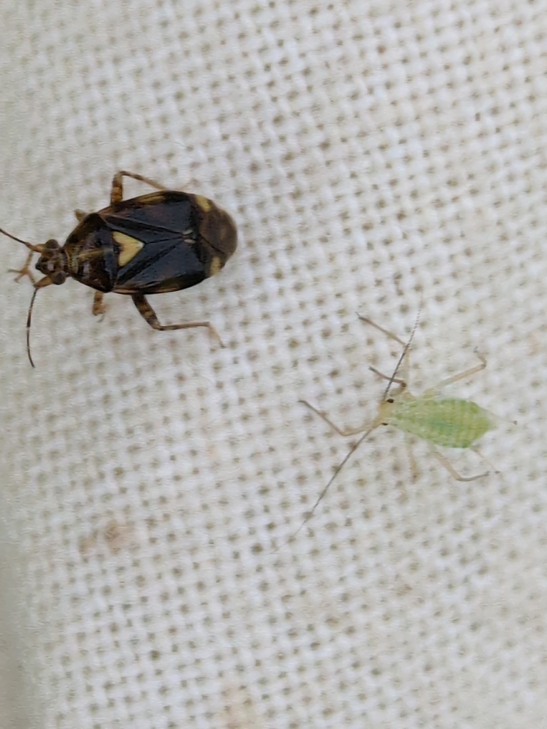 Three Spotted Nettle Bug from Dringhouses, York YO24, UK on May 31 ...
