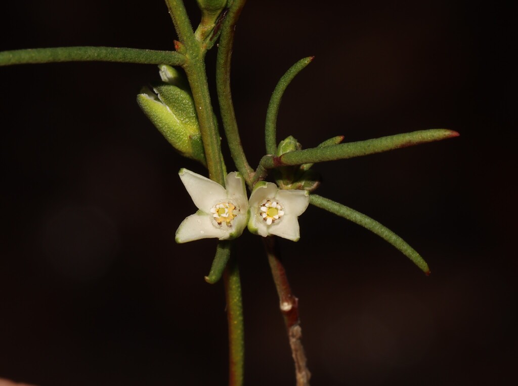 Cyanothamnus subsessilis from Mount Lindesay WA 6333, Australia on May ...