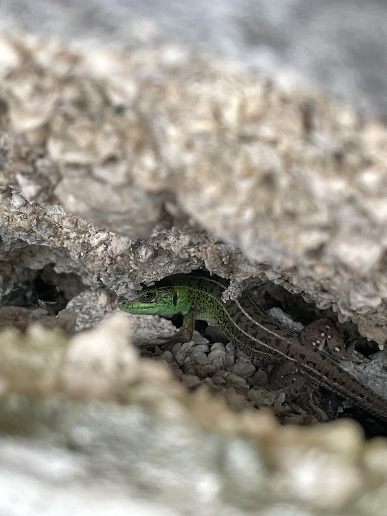 Caspian Green Lizard from Tsiteli-Tskaro, Tiflis, GE on May 30, 2025 at ...