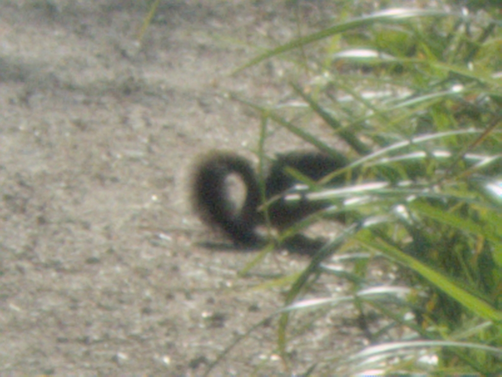 Douglas' Squirrel from Central Vancouver, Vancouver, BC, Canada on May ...