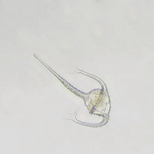 Tripos ranipes · iNaturalist United Kingdom