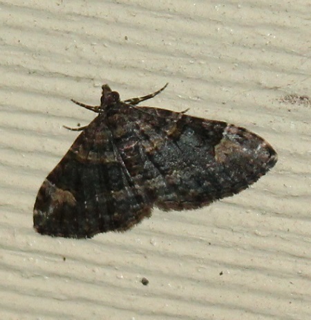 Clover Moth from Harcourt crescent Smiths Lake NSW 2428, Australia on ...
