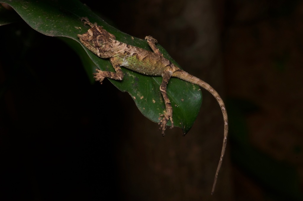 Leaf-nosed Lizard in August 2019 by John Sullivan · iNaturalist