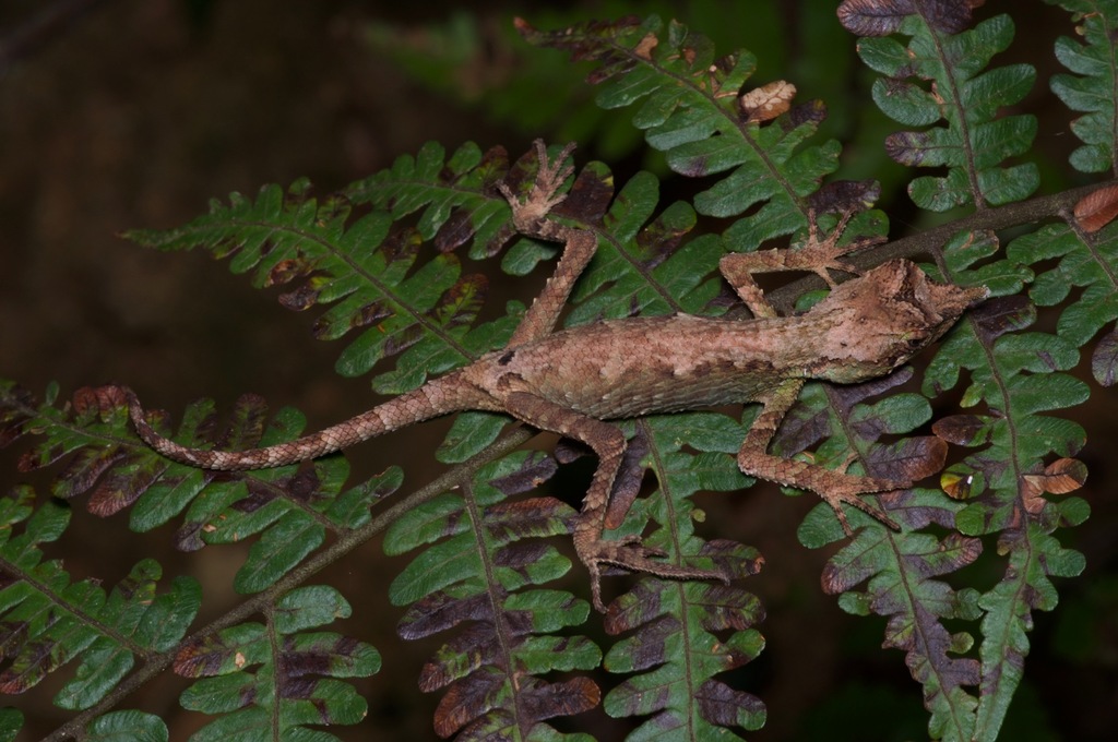 Leaf-nosed Lizard in August 2019 by John Sullivan · iNaturalist